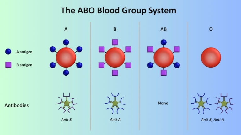 The Golden Blood Type (Rh Null) - Rarest Blood Group, Transfusion ...