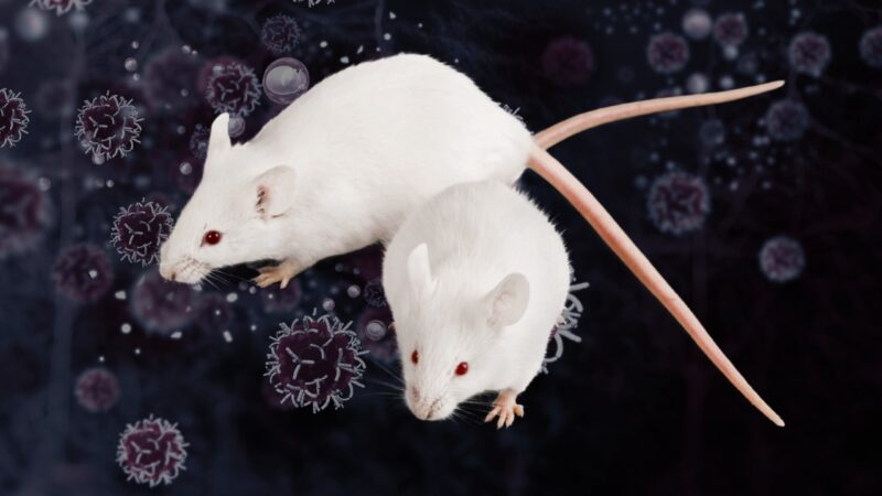 Scientists Just Made Pancreatic Cancer Tumors Vanish in Mice, and It ...